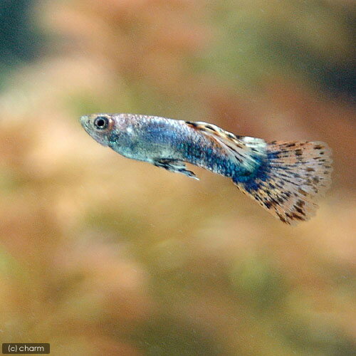 元はタイ、バンコクから輸入された品種で、ルーマニアで作出されたといわれています。国産化までに時間を要した品種です。個体サイズや模様、雌雄の指定についてはお受け致しかねますのでご了承下さい。フラメンコダンサー・グッピー（国産グッピー）（1ペア...