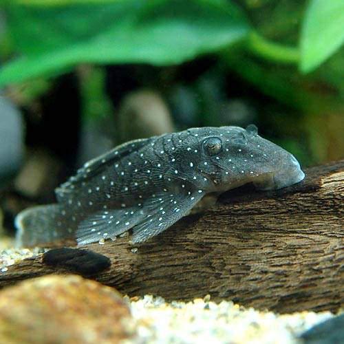 お送りする個体は体長4〜7cm程度となります。個体サイズや模様、雌雄の指定についてはお受け致しかねますのでご了承下さい。ブルースポット・グローボ販売名ブルースポット・グローボLナンバーL—016L—030L—315学名（※）Spectrac...