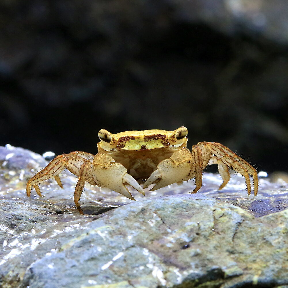 本種はバティック・クラブと比べ、背部がややグリーンに染まる個体となります。ヒゲや脚が切れている場合がございますが、成長とともに再生してきます。お送りする個体は甲幅1〜2cm程度です。個体サイズや模様、雌雄の指定についてはお受け致しかねますの...