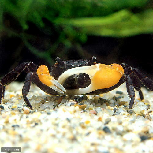 お送りする個体は甲幅1cm〜2cm程度です。ヒゲや脚が切れている場合がございますが、成長とともに再生してきます。 個体サイズや模様、雌雄の指定についてはお受け致しかねますのでご了承下さい。オレンジアーム・クラブ販売名オレンジアーム・クラブ学...