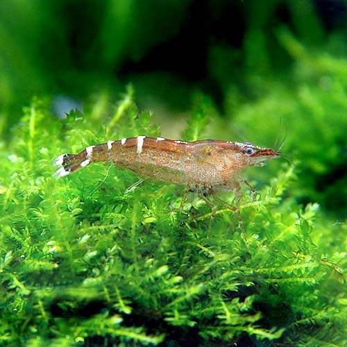 1cm程度の小さい個体での発送となりますので、予めご了承ください。お送りする個体は体長1〜2cm程度です。個体サイズや模様、雌雄の指定についてはお受け致しかねますのでご了承下さい。インドバサラシュリンプ販売名インドバサラシュリンプ学名（※）...