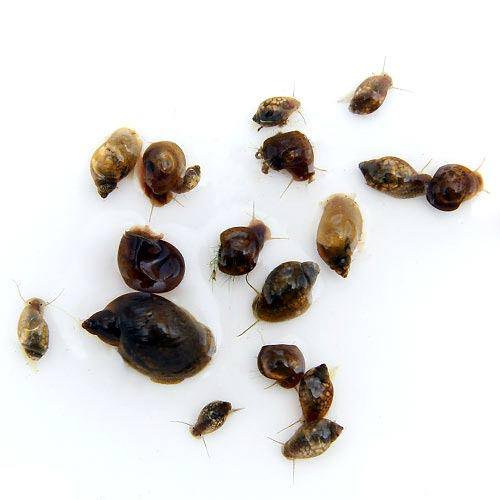 生餌　エサ用巻貝販売名生餌　エサ用巻貝商品詳細田、沼、池に生息する巻貝のミックスです。モノアラガイ、サカマキガイ、ラムズホーンなど、一般にスネールと呼ばれている巻貝です。アベニーなどの淡水フグやシクリッド、スネールイーター系の生餌として最適...