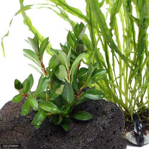 個体サイズや模様、雌雄の指定についてはお受け致しかねますのでご了承下さい。※殻欠けのある個体や、多少の汚れのある個体、コケの生えた個体も含まれます。予めご了承の上、お買い求め下さい。※100gで20〜40匹程度（3〜5cm程度の個体の場合）...