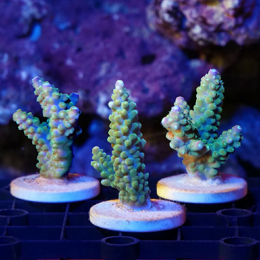 水槽を華やかに彩ります！！ミドリイシ　ナタレンシス販売名ミドリイシナタレンシス学名（※）Acropora　natalensis（※）…改良品種や学名が不明の種は流通名での記載の場合があります。別名—分布西部太平洋〜インド洋飼育要件温度　　　...