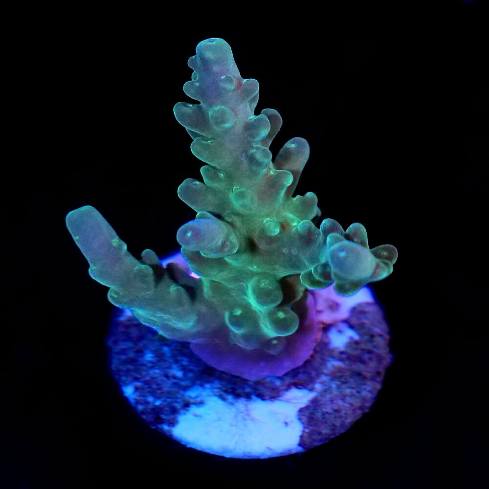 ご使用の照明によってサンゴの色彩が異なって見える場合がございます。土台の色、サイズ及び模様が異なる場合がございます。予めご了承下さい。※お送りする個体は約2cm程度のポリカプラグに接着したものとなります。※輸送中にポリカプラグから外れる場合...