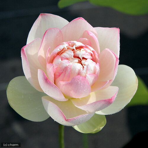 お届けする苗の状態について植物の種類により、地上部が枯れた状態、もしくは無い状態（休眠状態）での発送となる場合もございます。下記季節ごとの項目をご参照下さい。※時期により開花株、開花終了株でのお届けとなる場合がございます。下記季節ごとの項目...