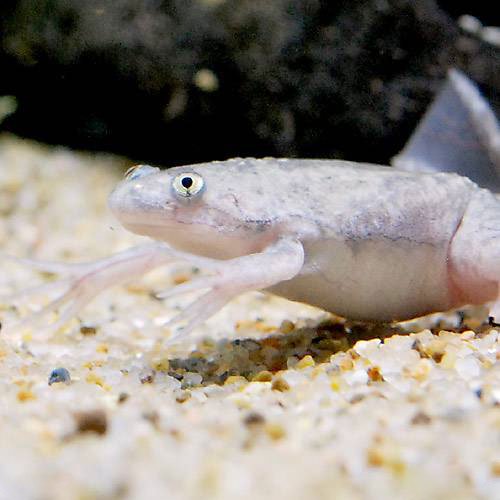 両生類の仲間は体表に微弱な毒を持っています。触ったあとは必ず手を洗い、目などをこすらないようにご注意下さい。お送りする個体は体長3〜4cm前後のものとなります。個体サイズや模様、雌雄の指定についてはお受け致しかねますのでご了承下さい。アフリ...