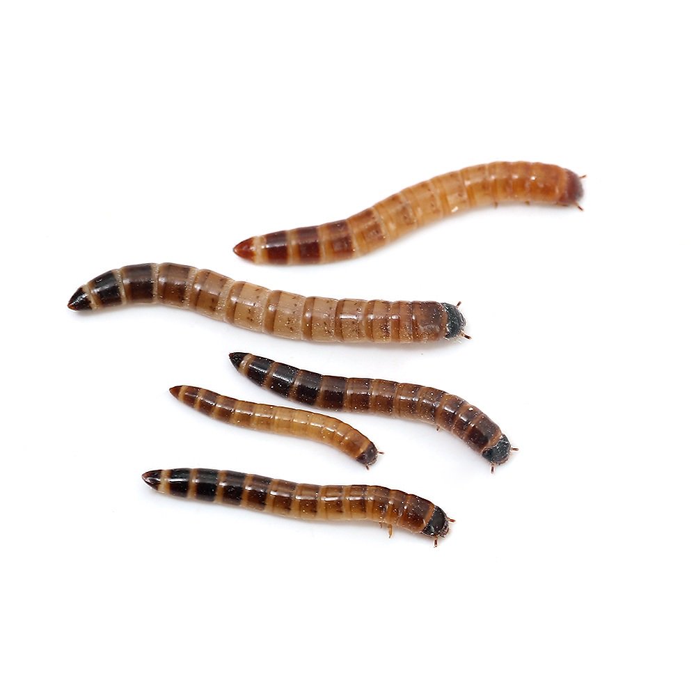 ビッグミルワームのSサイズ（約1〜3cm）になります。10グラムあたり約160匹。※稀に大きな個体が混ざる場合もございます。徹底した衛生管理のもと、飼育されている生餌ですので安心してお使いいただけます。※個体サイズのご指定はいただけません。...