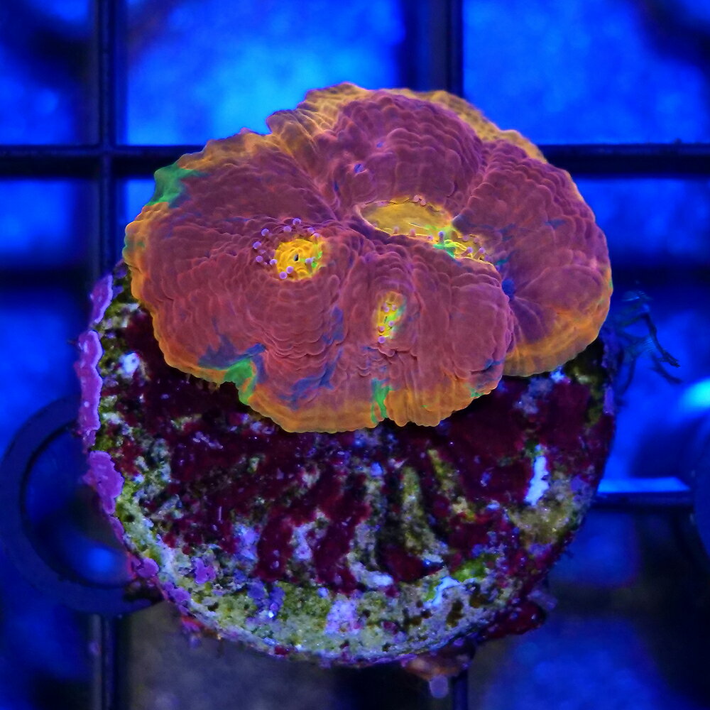 丈夫でコレクション性の高い種！キッカサンゴ販売名キッカサンゴ学名（※）Echinophyllia　sp．（※）…改良品種や学名が不明の種は流通名での記載の場合があります。別名レタスコーラル、ヘッジホグコーラル分布西部太平洋〜インド洋飼育要件...