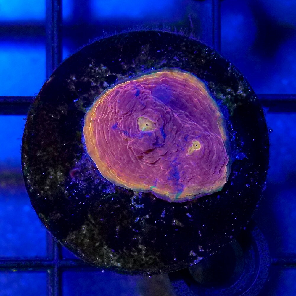 丈夫でコレクション性の高い種！キッカサンゴ販売名キッカサンゴ学名（※）Echinophyllia　sp．（※）…改良品種や学名が不明の種は流通名での記載の場合があります。別名レタスコーラル、ヘッジホグコーラル分布西部太平洋〜インド洋飼育要件...