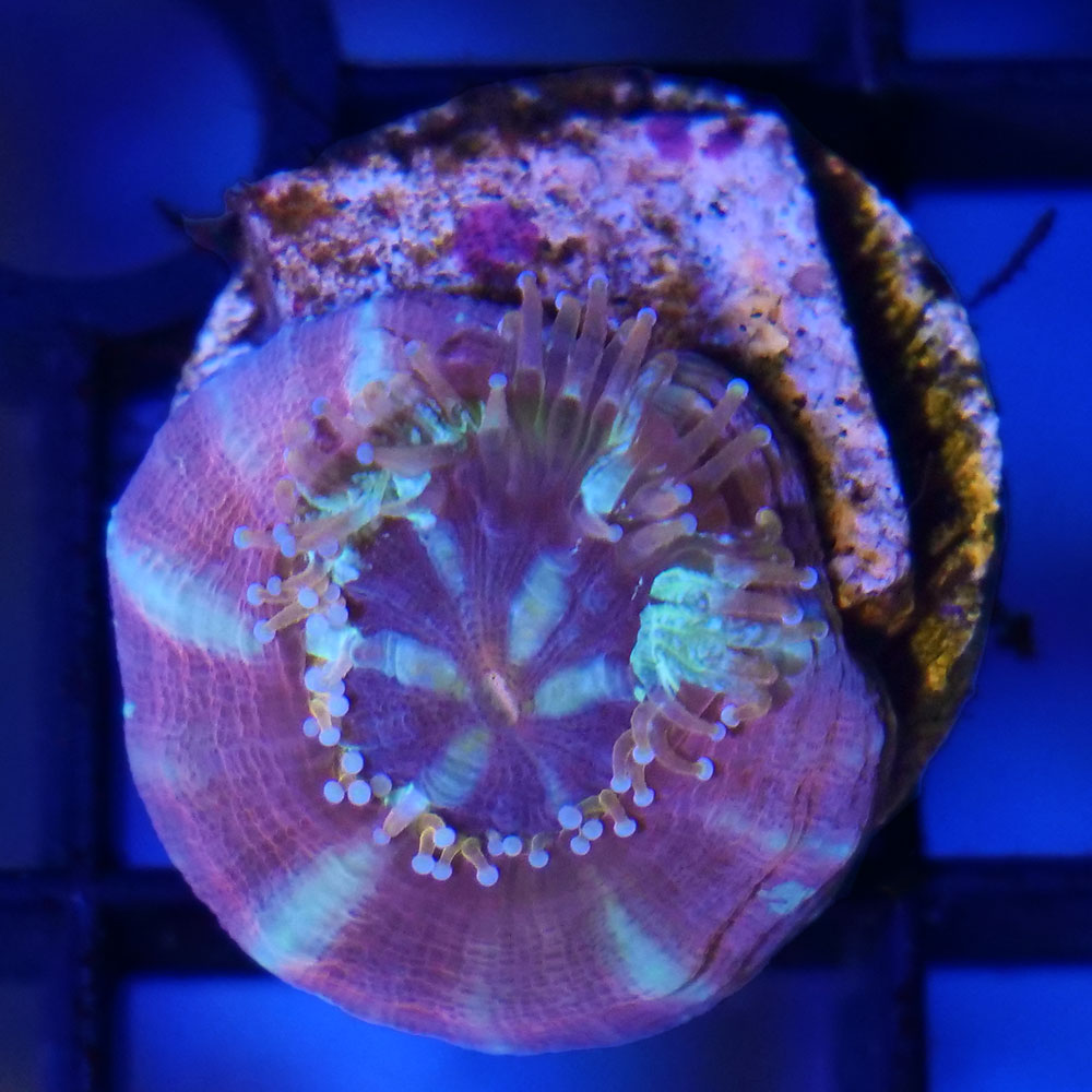 極上カラーのオーストラリア産！スコリミア販売名スコリミア学名（※）Scolymia　australis（※）…改良品種や学名が不明の種は流通名での記載の場合があります。別名—分布オーストラリア飼育要件照明　　　　　→　中（60cm水槽で蛍光...