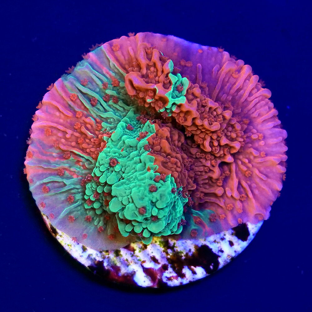 コモンサンゴsp．販売名コモンサンゴsp．学名（※）Montipora　sp．（※）…改良品種や学名が不明の種は流通名での記載の場合があります。飼育要件温度　　　　　→　24度前後照明　　　　　→　かなり強（60cm水槽でメタルハライドラン...