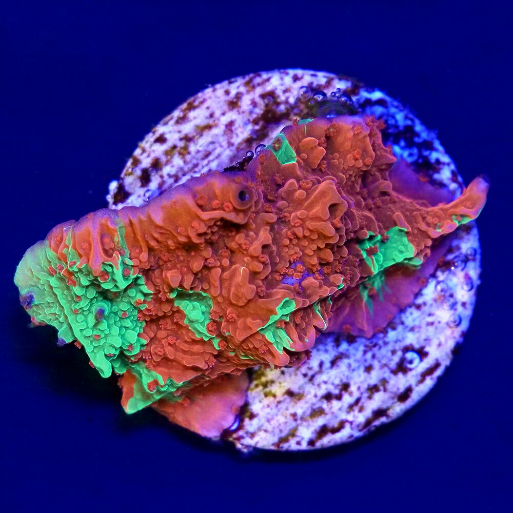 コモンサンゴsp．販売名コモンサンゴsp．学名（※）Montipora　sp．（※）…改良品種や学名が不明の種は流通名での記載の場合があります。飼育要件温度　　　　　→　24度前後照明　　　　　→　かなり強（60cm水槽でメタルハライドラン...