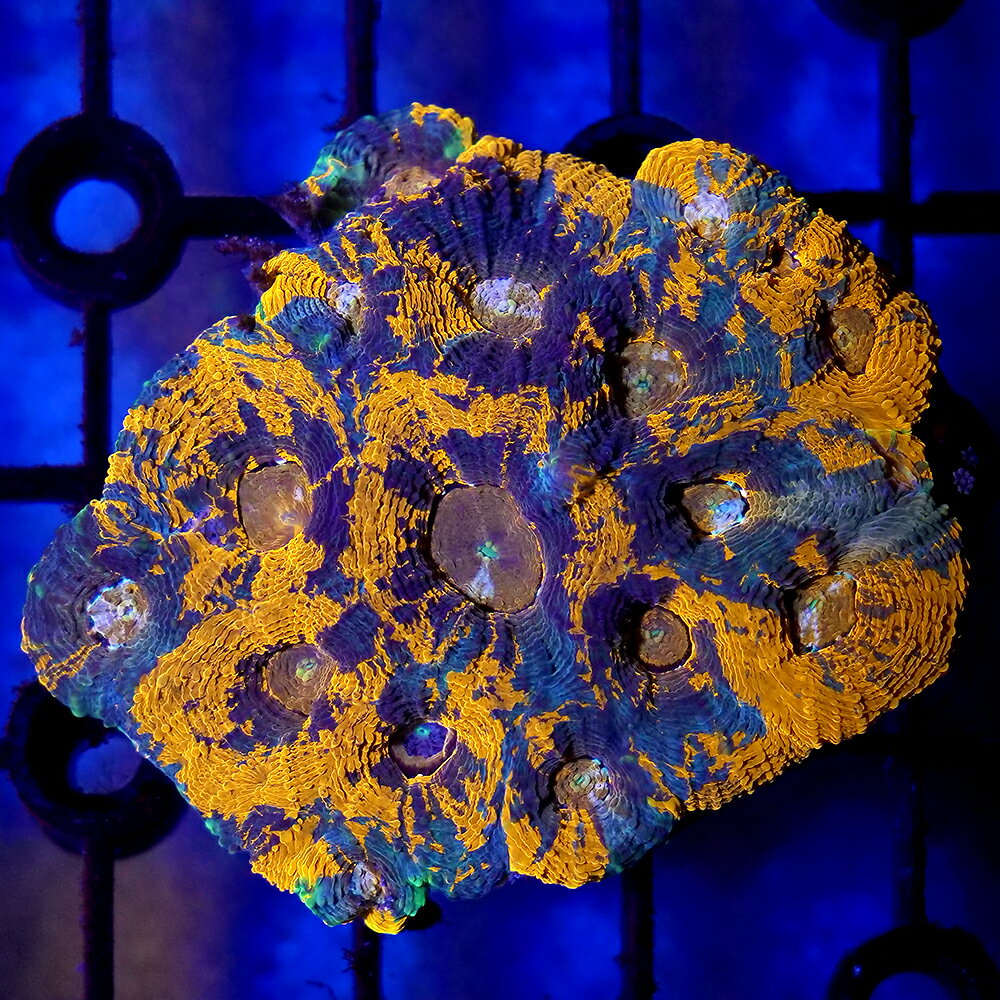 ヒラタオオトゲキクメイシ販売名ヒラタオオトゲキクメイシ学名（※）Acanthastrea　hemprichii（※）…改良品種や学名が不明の種は流通名での記載の場合があります。別名—分布西部太平洋飼育要件温度　　　　　　→　24〜25度照明...