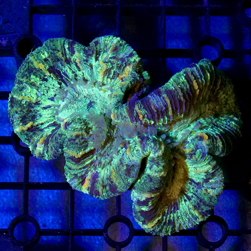 オオバナサンゴ販売名オオバナサンゴ学名（※）Trachyphyllia　geoffroyi（※）…改良品種や学名が不明の種は流通名での記載の場合があります。別名ヒユサンゴ分布西部太平洋〜インド洋飼育要件温度　　　　　→　24度前後照明　　　...