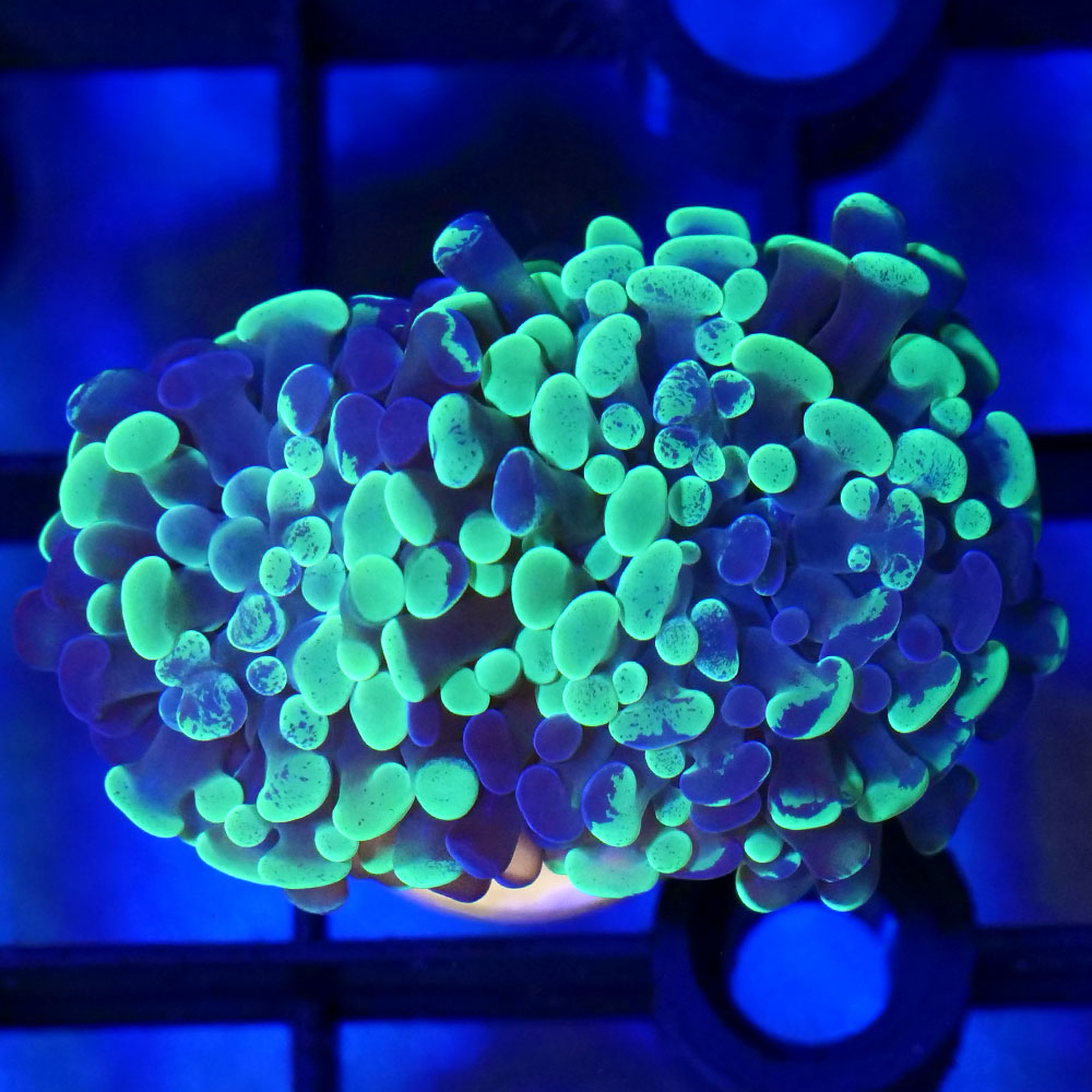 人気のユフィリア属サンゴ！ナガレハナサンゴ販売名ナガレハナサンゴ学名（※）Euphyllia　paraancora（※）…改良品種や学名が不明の種は流通名での記載の場合があります。別名—飼育要件温度　　　　　→　24〜25度照明　　　　　→...