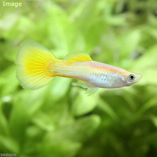 国産グッピーとの混泳は控えてください。個体サイズや模様、雌雄の指定についてはお受け致しかねますのでご了承ください。ミカリフゴールデンイエロー販売名ミカリフゴールデンイエロー学名（※）Poecilia　reticulata　var．（※）…改...