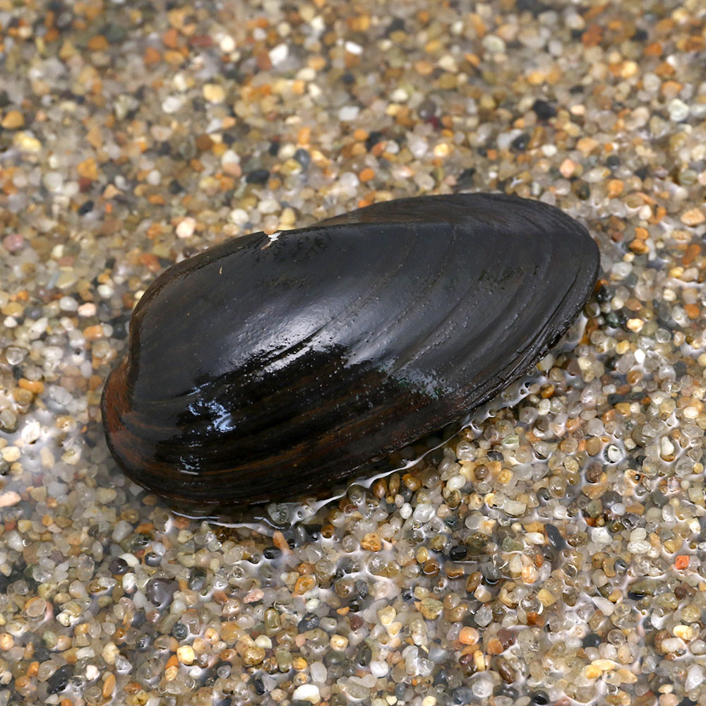 お送りする個体は殻長3〜5cm程度です。時期によっては貝の中にタナゴの卵、稚魚が入る可能性がございます。個体サイズや模様、雌雄の指定についてはお受け致しかねますのでご了承下さい。タテボシ貝販売名タテボシ貝学名（※）Nodularia　nip...