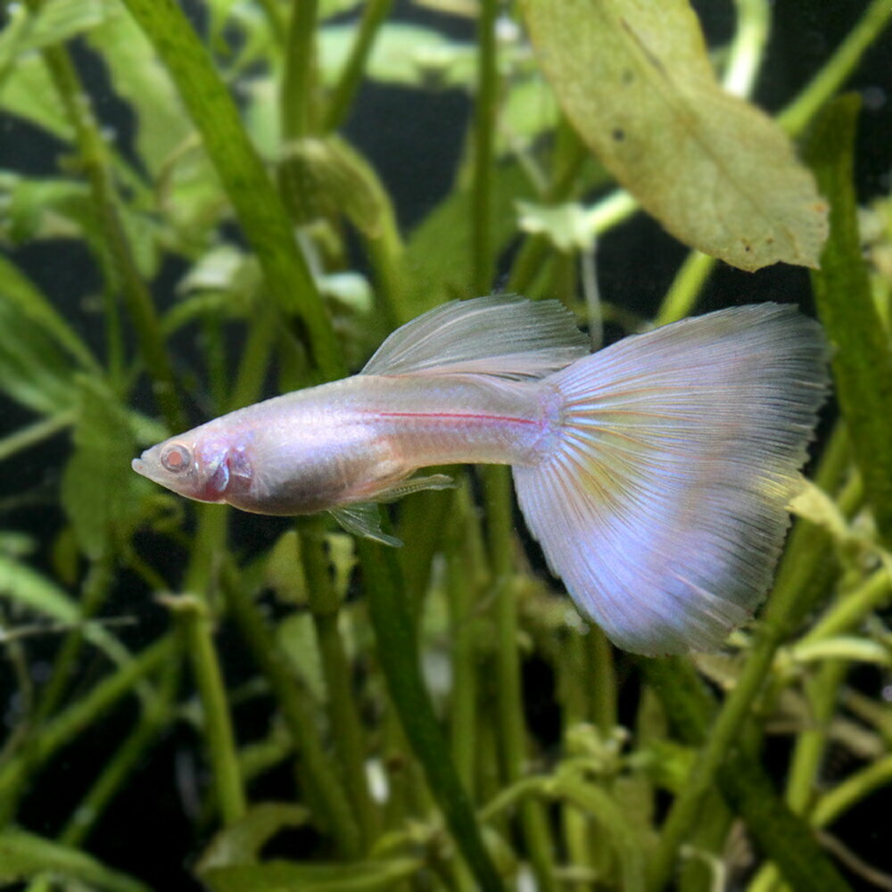 モスコーピンクのRREAです。尾ビレと背ビレが紫〜青味を帯び、やや暗めの背景によく映え非常に美しいです。個体サイズや模様、雌雄の指定についてはお受け致しかねますのでご了承下さい。RREA・モスコーピンク・グッピー（国産グッピー）（1ペア）販...