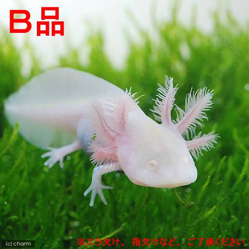 白地に赤い目のウーパールーパー！（B品）ウーパールーパー　アルビノ　Mサイズ（1匹）販売生体について販売している個体は全長6〜13cm未満の個体です。尾にヨレや切れ、多指、指欠け、エラ閉じなどのある個体となります。成長と共に治らない可能性も...