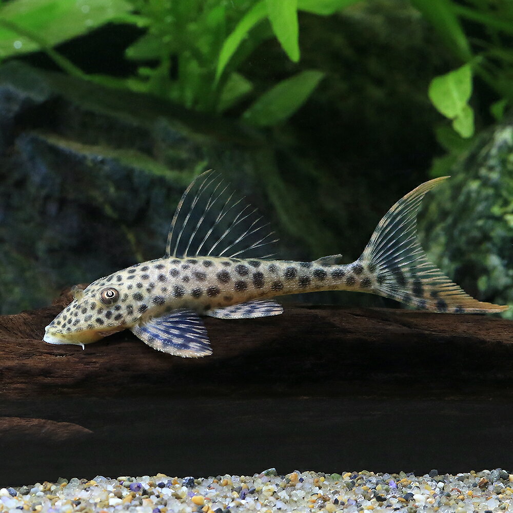 お送りする個体は体長8〜13cm程度です。魚の性質上、若干のヒレ欠けある場合がございます。ご了承の上お買い求め下さい。個体サイズや模様、雌雄の指定についてはお受け致しかねますのでご了承下さい。レッドフィンクプープレコ　ペルー販売名レッドフィ...