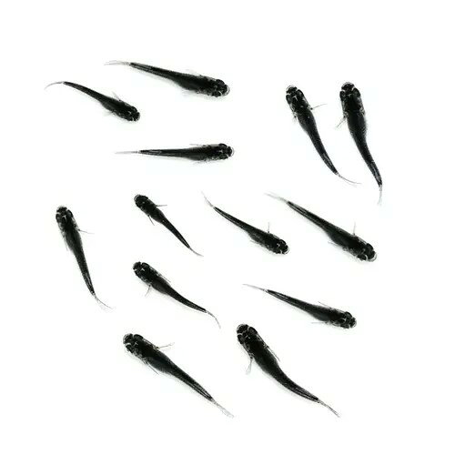 お送りする個体は体長0．5〜2cm程度です。成長期の稚魚での発送となる為、発送時には表記サイズより大きめでの発送となる場合がございます。個体サイズや模様、雌雄の指定についてはお受け致しかねますのでご了承下さい。ミッドナイトフリル体外光メダカ...