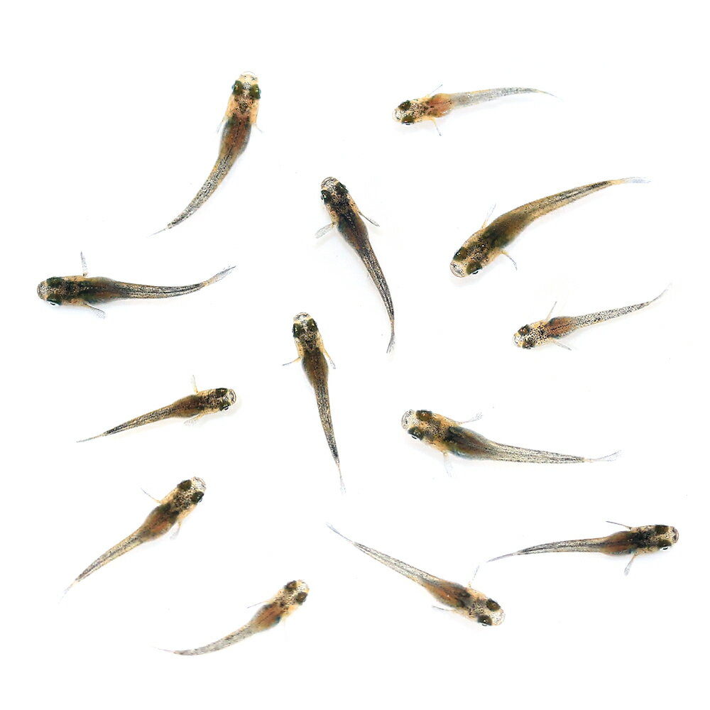 お送りする個体は体長0.5~2cm程度です。メダカ屋サバンナ様直系の稚魚です。成長期の稚魚での発送となる為、発送時には表記サイズより大きめでの発送となる場合がございます。個体サイズや模様、雌雄の指定についてはお受け致しかねますのでご了承下さ...
