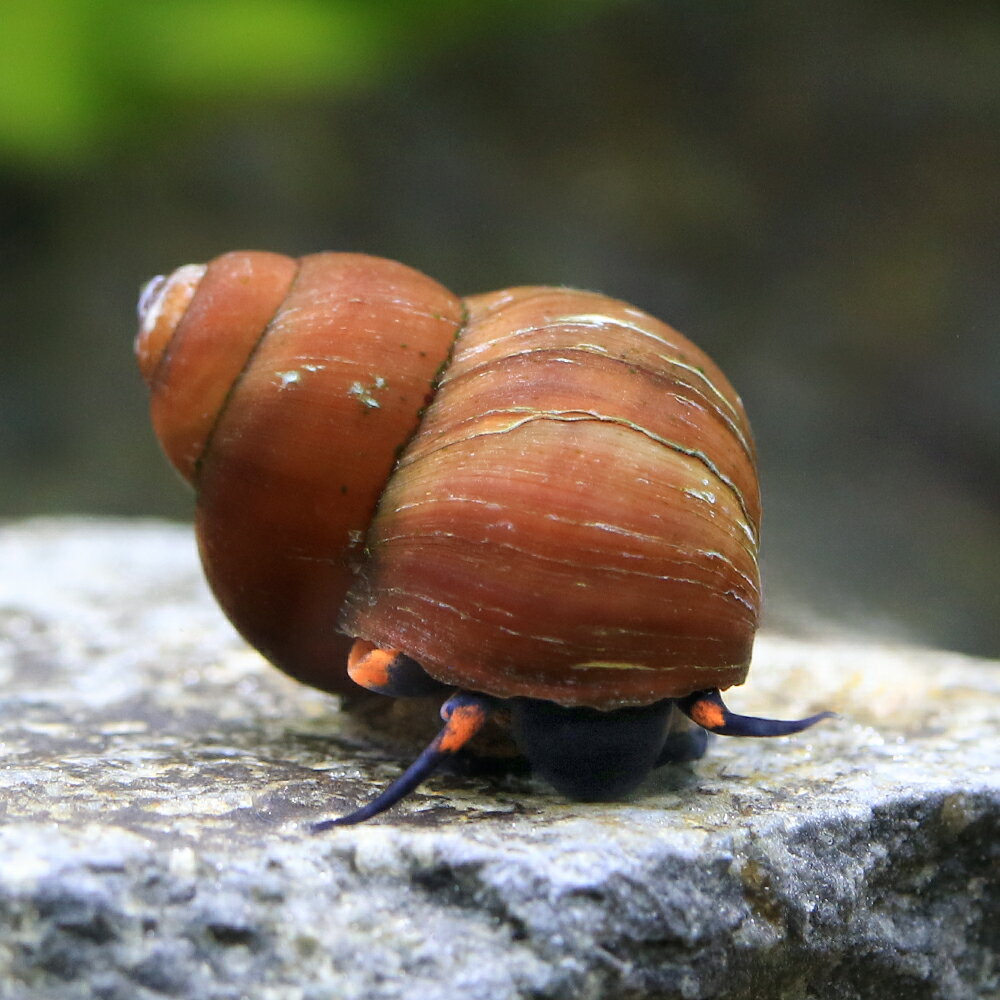お送りする個体は殻高1〜2cm程度です。個体サイズや模様、雌雄の指定についてはお受け致しかねますのでご了承下さい。　パプアニューギニア　ブルーベリースネール販売名パプアニューギニア　ブルーベリースネール学名（※）Notopala　sp．（※...