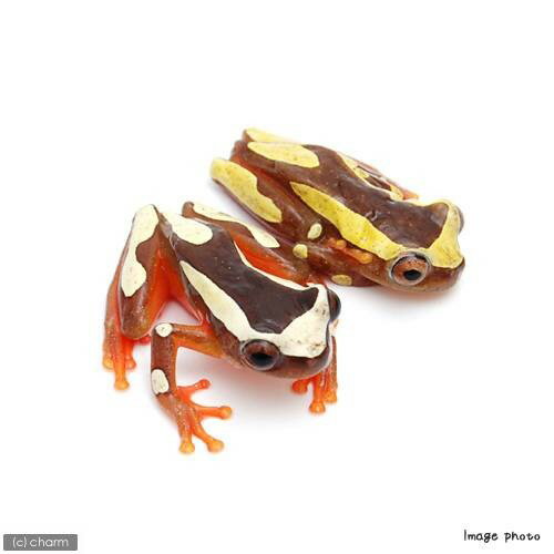 フチドリアマガエル販売生体についてWC個体※両生類の仲間は体表に微弱な毒を持っています。触ったあとは必ず手を洗い、目などをこすらないようにご注意ください。※お送りする個体は、全長2〜3．5cm前後となります。※WC（ワイルド）野生採取個体と...