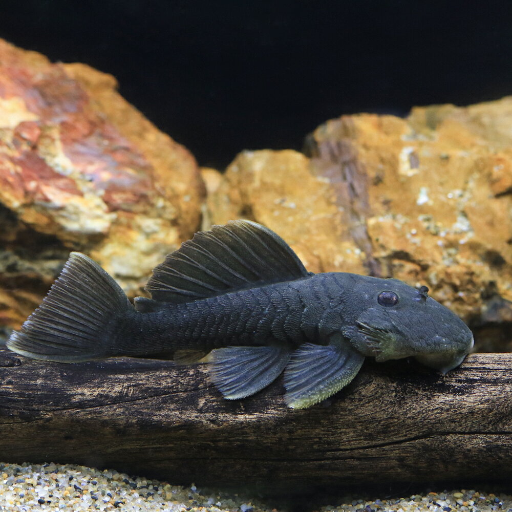 魚の性質上、若干のヒレ欠けがある場合がございます。ご了承の上お買い求め下さい。お送りする個体は体長9〜13cm程度となります。個体サイズや模様、雌雄の指定についてはお受け致しかねますのでご了承下さい。オリーブグリーンダルマ・プレコ販売名オリ...