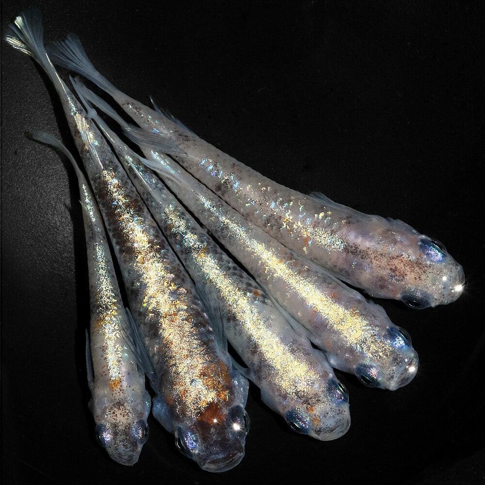 お送りする個体は体長2〜4cm程度です。1ペアは必ず入るように出荷いたします。個体サイズや模様、雌雄の指定についてはお受け致しかねますのでご了承下さい。白斑ラメ幹之体外光メダカ販売名白斑ラメ幹之体外光メダカ学名（※）Oryzias　lati...