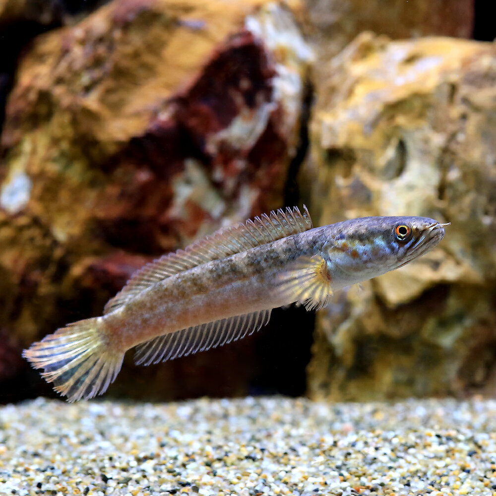 お送りする個体は体長8〜13cm程度です。魚の性質上、若干のヒレ欠け、小さなピンホールなどがある場合がございます。ご了承の上お買い求め下さい。個体サイズや模様、雌雄の指定についてはお受け致しかねますのでご了承下さい。チャンナ　リポール販売名...