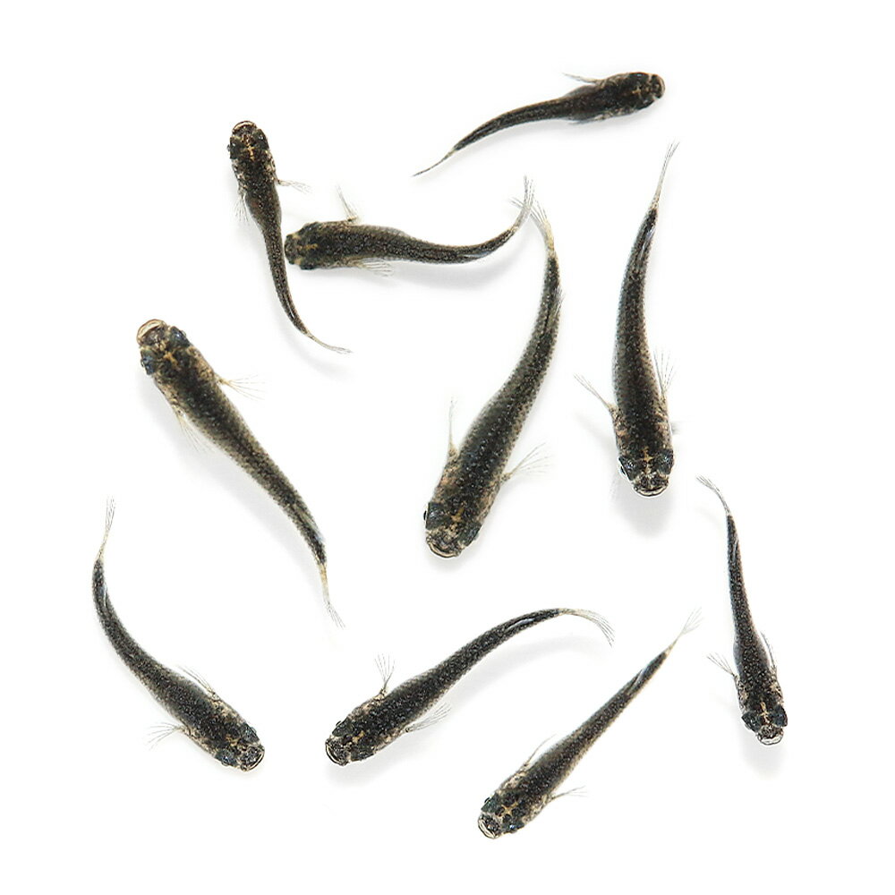 無選別　オランジェダイヤメダカ　稚魚稚魚販売に関するご注意こちらの商品の名称は繁殖に使用した親魚の品種名になります。商品の性質上、お送りする稚魚は必ずしも親と同じ色彩、形質が発現するとは限らず、成長後の色彩、固定率等の保証は致しかねます。ま...
