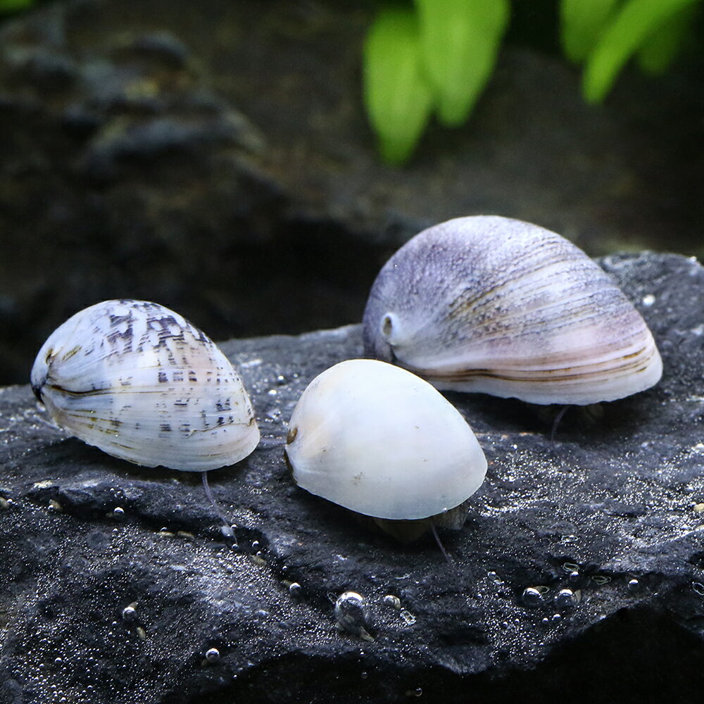 お送りする個体は殻径1．5〜3．5cm程度です。個体サイズや模様、雌雄の指定についてはお受け致しかねますのでご了承下さい。ベルーガスネール販売名ベルーガスネール学名（※）Neritina　pulligera（※）…改良品種や学名が不明の種は...