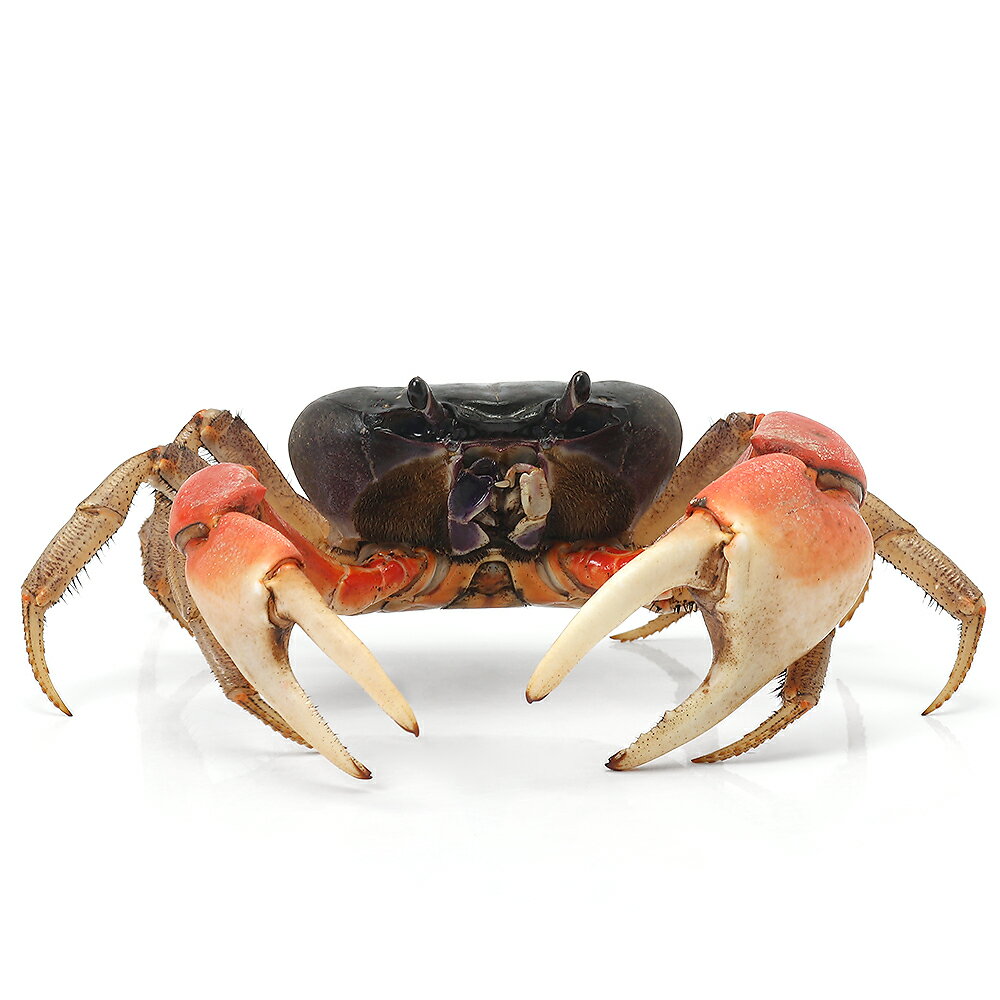 お送りする個体は甲幅約8〜10cmです。ヒゲや脚が切れている場合がございますが、成長とともに再生してきます。 個体サイズや模様の指定についてはお受け致しかねますのでご了承下さい。ジャイアントフォレストクラブ販売名ジャイアントフォレストクラブ...