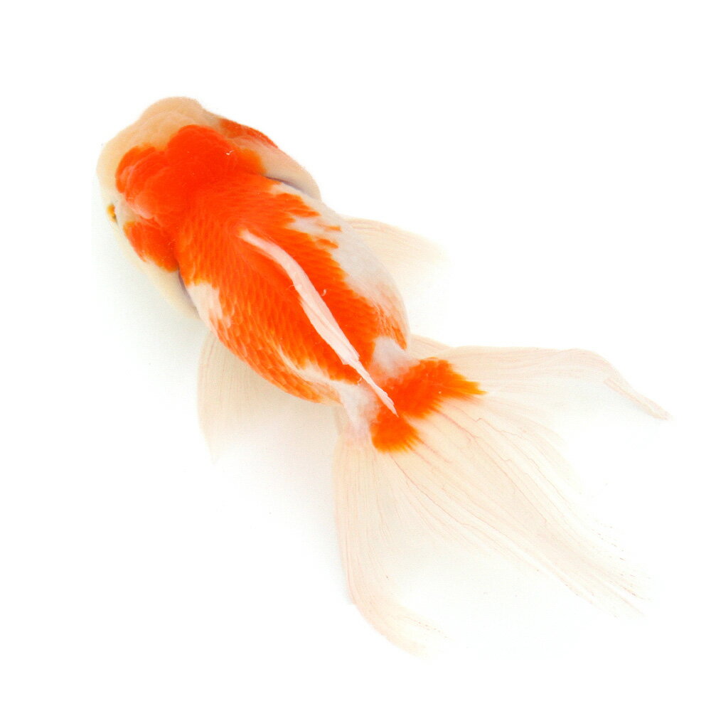 画像の個体をお送りします。お届けする生体と画像に多少の変化が見られる場合がございますので、予めご了承ください。ここでしか出会えない　特選金魚桜東錦画像撮影日2025年11月01日生産者志村養魚場産尾型四つ尾雌雄不明(※雌雄の判別については確...