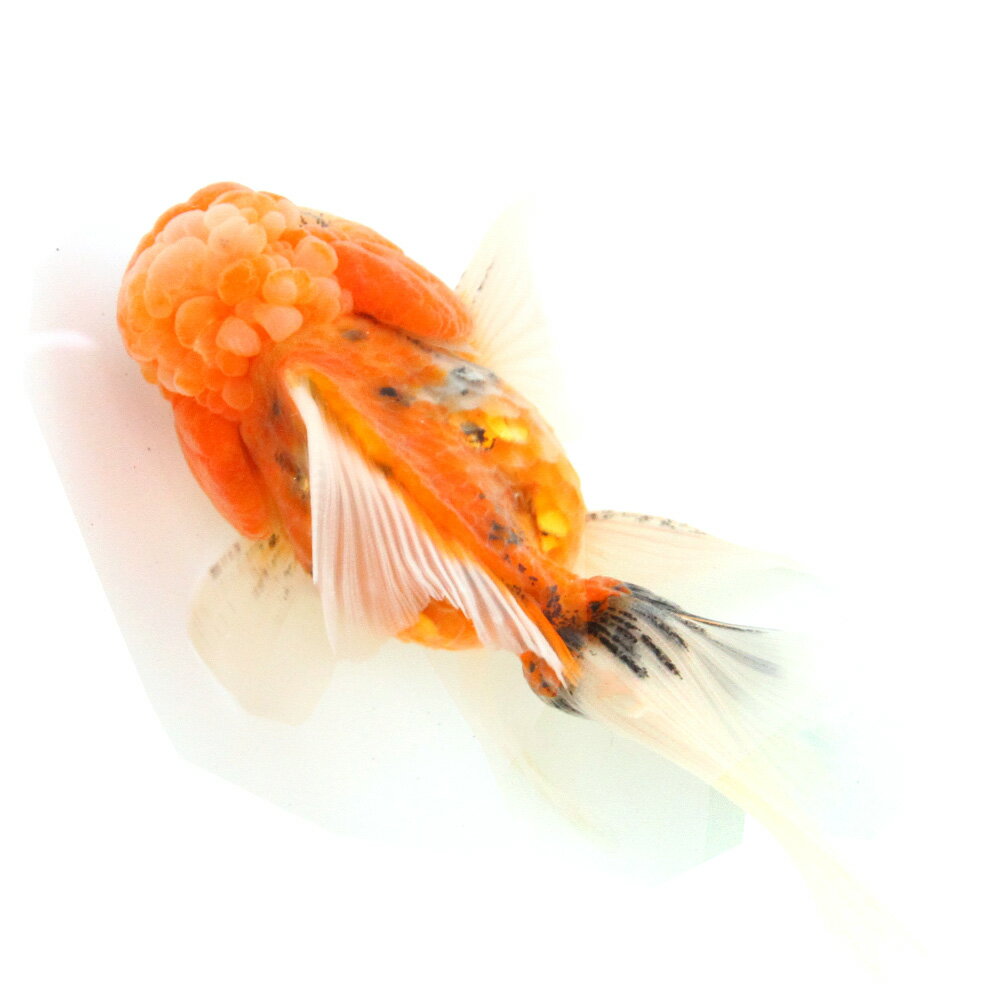 画像の個体をお送りします。お届けする生体と画像に多少の変化が見られる場合がございますので、予めご了承ください。ここでしか出会えない　特選金魚オランダ獅子頭　ローズテール画像撮影日2025年11月18日生産地外国産尾型ローズテール雌雄不明(※...