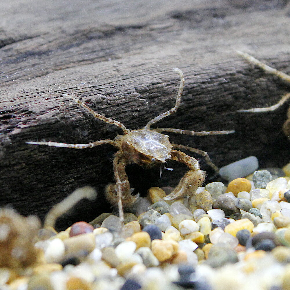 お送りする個体は甲幅0．5〜1cm程度です。個体サイズや模様、雌雄の指定についてはお受け致しかねますのでご了承下さい。インドネシア産　ミクロスパイダー・クラブ販売名インドネシア産　ミクロスパイダー・クラブ学名（※）Neorynchoplax...