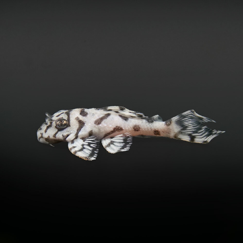 撮影日：2026年1月15日画像の個体をお送りします。お送りする個体は体長4〜5cm程度です。個体サイズや模様、雌雄の指定についてはお受け致しかねますのでご了承下さい。ニューメガクラウン・ペコルティア販売名ニューメガクラウン・ペコルティア　...