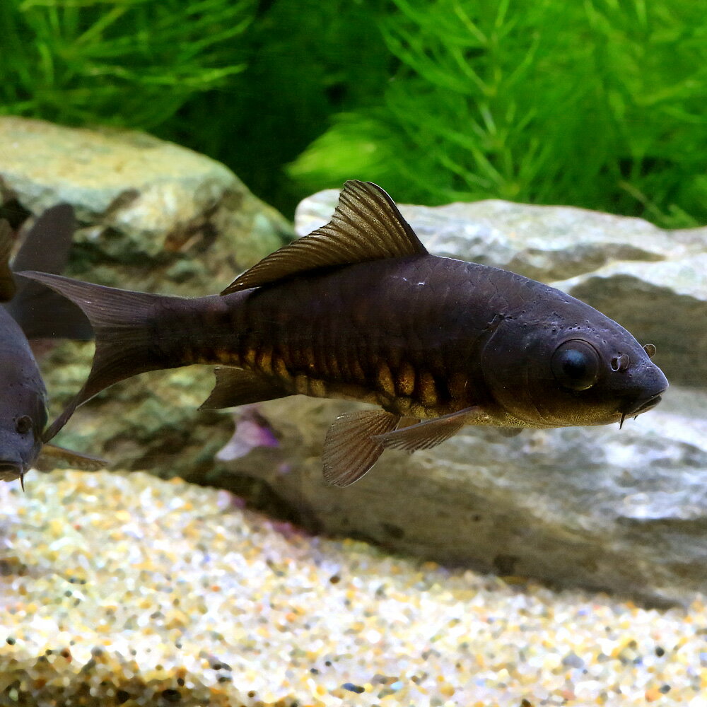 お送りする個体は全長5〜8cm程度です。個体の指定や雌雄の判別はお受けできません。個体によってはドラゴンスケールの鱗が多めの場合や少ない場合もあります、ご了承の上、お買い求め下さいドラゴンスケールブラックコメット品種説明コメットとカラス鯉の...