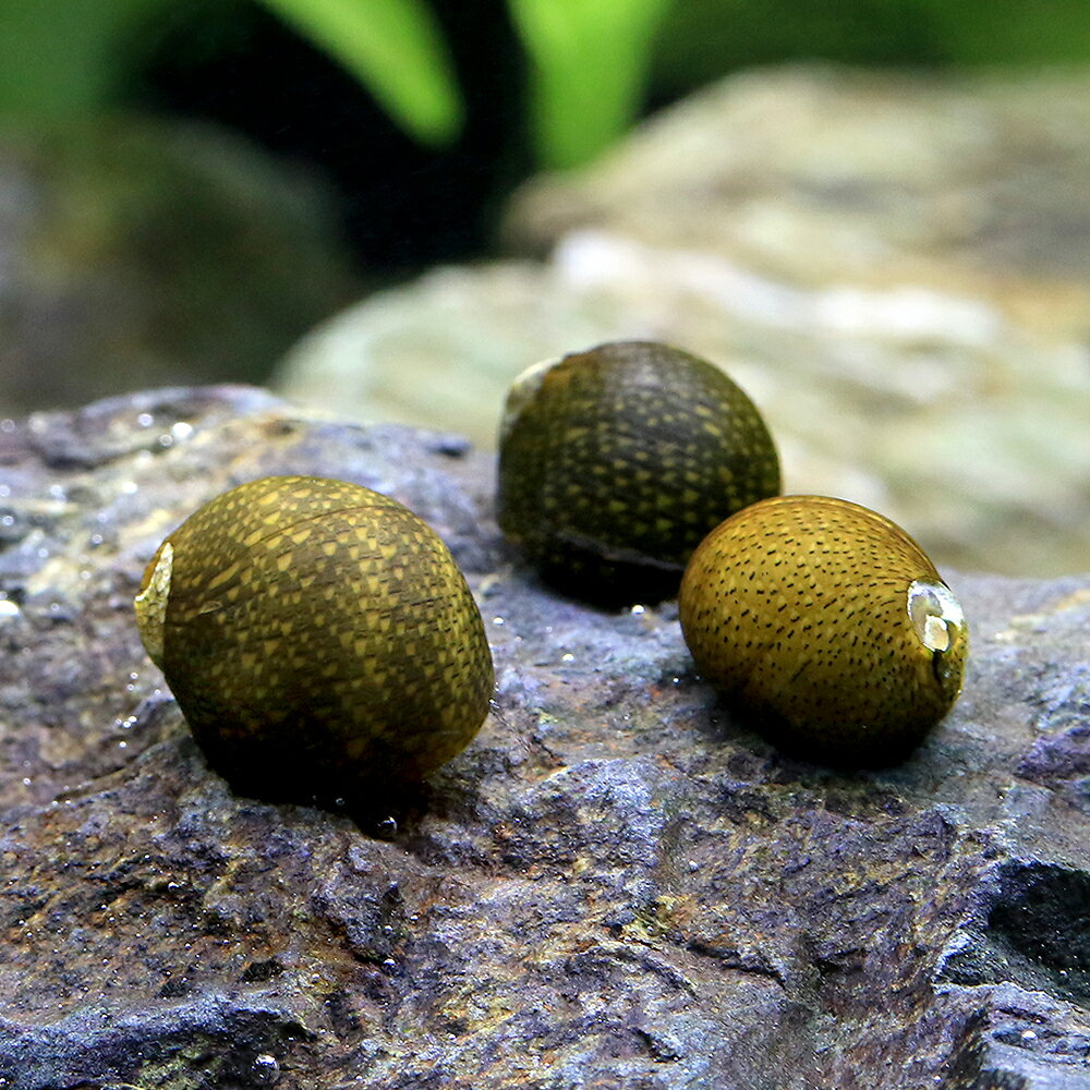 殻頂部のカケがほぼない個体を選別した石巻貝です。水槽レイアウトなど最適です水槽壁面のコケ取りとして非常に有効です。水草の食害もなく、淡水で殖えることもありません。※お送りする個体は0．5〜1．0cm程度です。個体サイズや模様、雌雄の指定につ...
