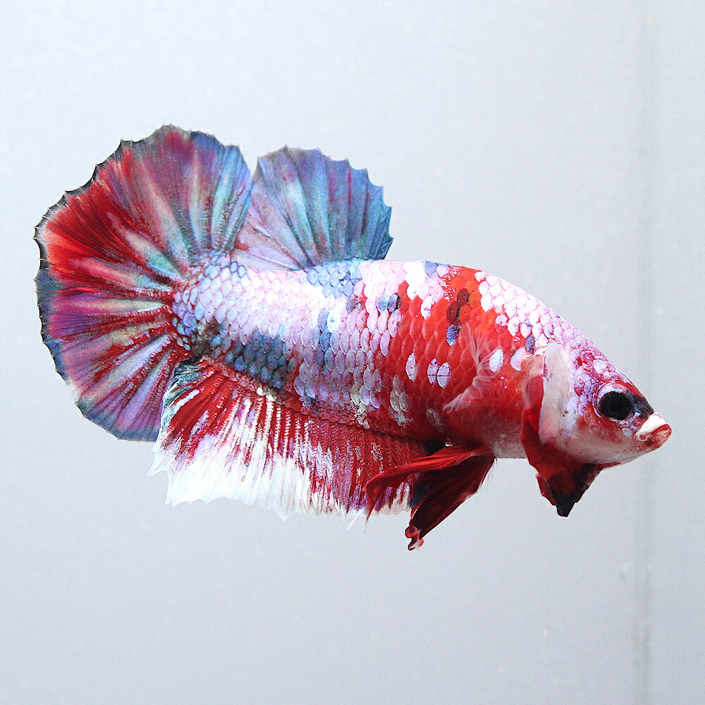 メーカー：■25〜30a美しい色彩！ベタ　ハーフムーンプラカット　バロンサイ撮影日2026年1月 ※マーブルやファンシー、マルチカラー等の品種は成長と共に色彩・色柄が変化していきますのでご了承の上お買い求めください。 発送サイズ5cm〜6c...