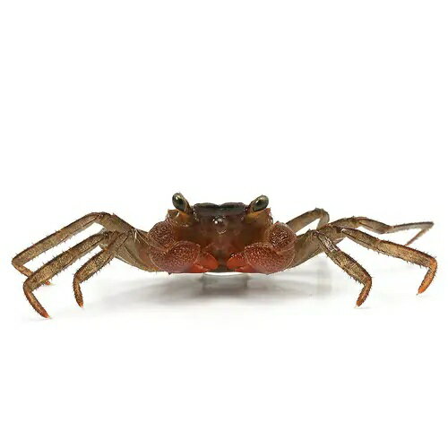 本商品はLabuanium vitatumで入荷した個体ですが種類の確証は致しかねます。予めご了承ください。お送りする個体は甲幅2〜4cm程度です。ヒゲや脚が切れている場合がございますが、成長とともに再生してきます。個体サイズや模様、雌雄の...