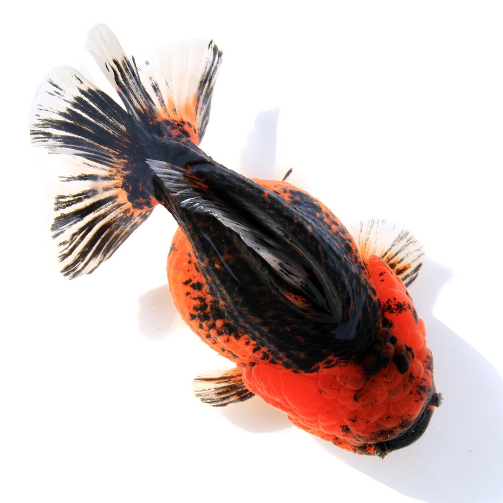 画像の個体をお送りします。お届けする生体と画像に多少の変化が見られる場合がございますので、予めご了承ください。ここでしか出会えない　特選金魚オランダ獅子頭　ショートテール画像撮影日2026年02月13日生産地インドネシア産尾型四ッ尾雌雄不明...