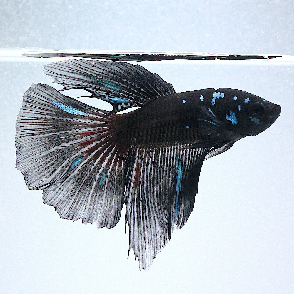 美しい色彩！ベタ　スーパーデルタテール　アバター撮影日2026年2月※マーブルやファンシー、マルチカラー等の品種は成長と共に色彩・色柄が変化していきますのでご了承の上お買い求めください。発送サイズ5cm〜6cm別名闘魚学名（※）Betta　...