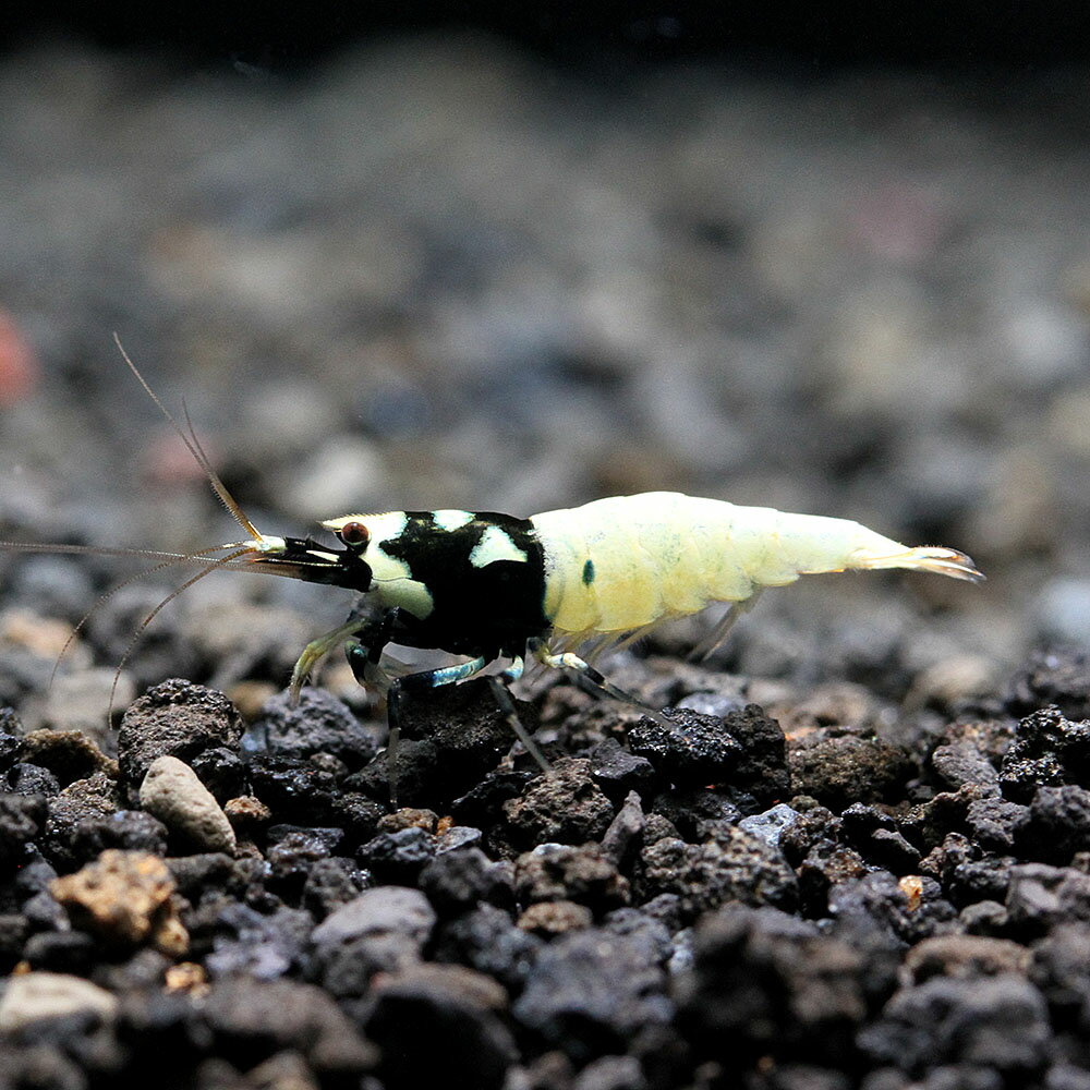 画像個体をお送りします。画像撮影日：2026年3月お送りする個体は体長1．5cm程度です。ドイツのブリーダーによって作出された改良品種！ピントシュリンプ販売名ピントシュリンプ学名（※）Neocaridina　sp．？Neocaridina　...