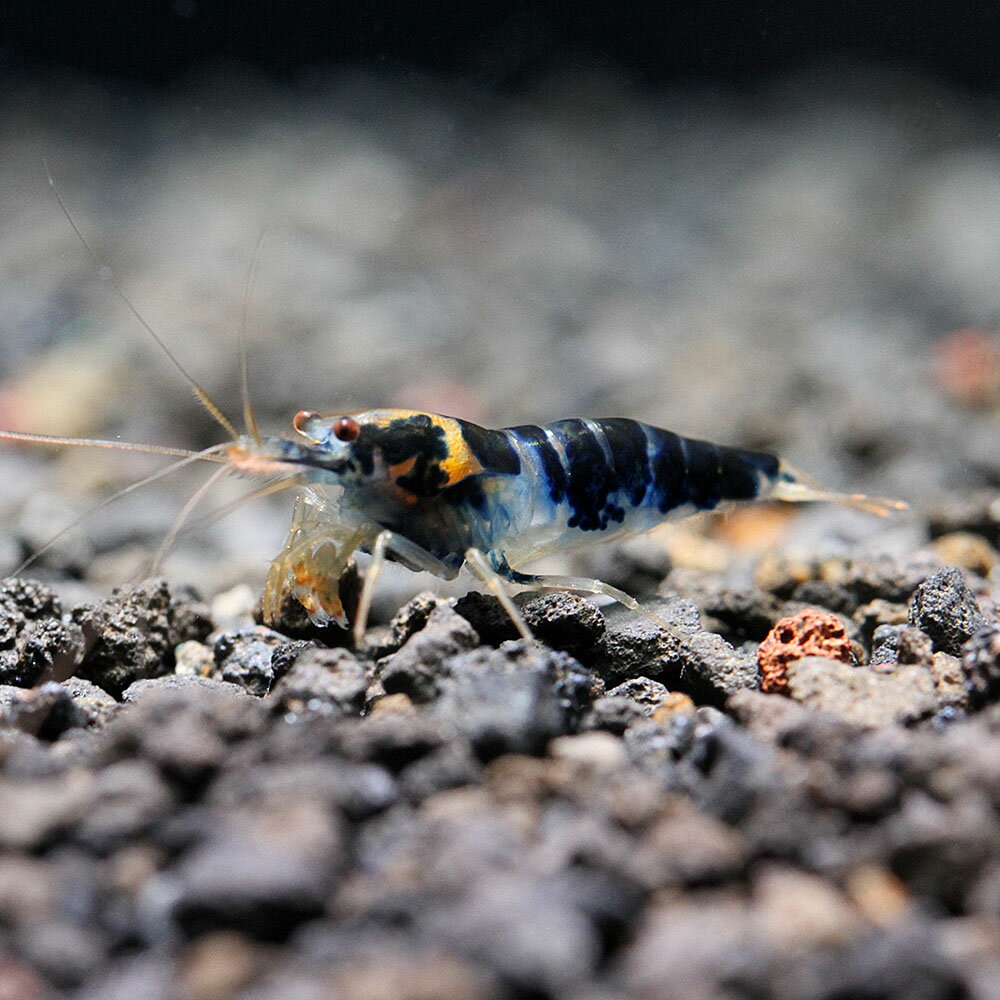 画像個体をお送りします。画像撮影日：2026年3月お送りする個体は体長1．5cm程度です。ドラゴンブラッドシュリンプ販売名ドラゴンブラッドシュリンプ学名（※）Neocaridina　sp．？（※）…改良品種や学名が不明の種は流通名での記載の...