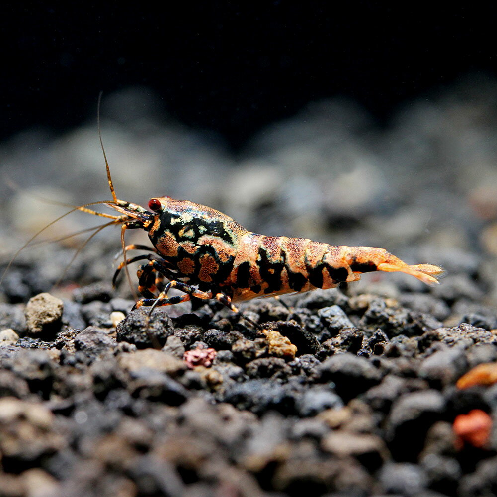 画像個体をお送りします。画像撮影日：2026年4月お送りする個体は体長オス1．5cm、メス2cm程度です。ゴールデンスノーフレークボアシュリンプ販売名ゴールデンスノーフレークボアシュリンプ学名（※）Neocaridina　sp．？Neoca...