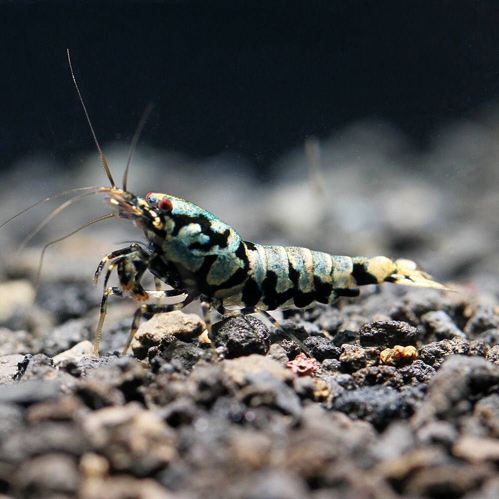 画像個体をお送りします。画像撮影日：2026年4月お送りする個体は体長オス1．5cm、メス2cm程度です。ブルーボアシュリンプ販売名ブルーボアシュリンプ学名（※）Neocaridina　sp．？Neocaridina　sp．　×　Neoca...