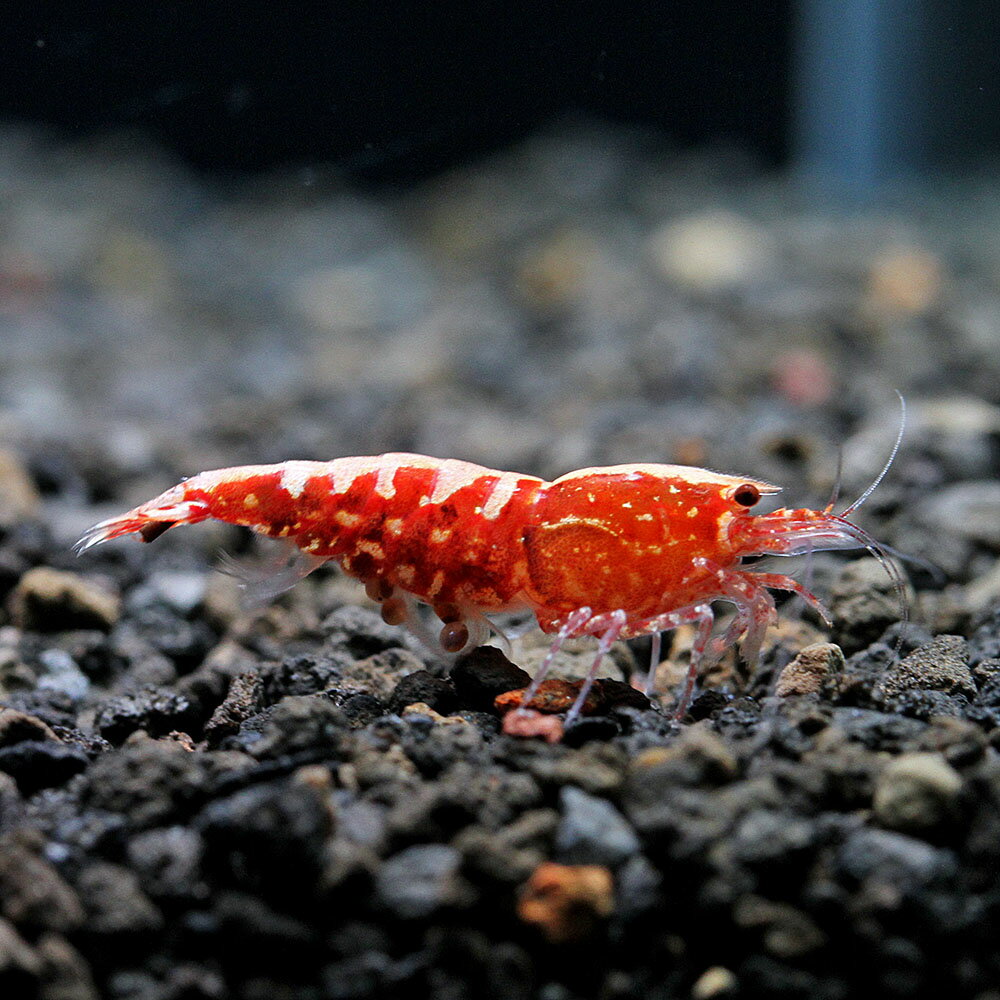 画像個体をお送りします。画像撮影日：2026年4月お送りする個体は体長オス1．5〜2cm程度です。レッドギャラクシーフィッシュボーン販売名レッドギャラクシーフィッシュボーン学名（※）Neocaridina　sp．？Neocaridina　s...